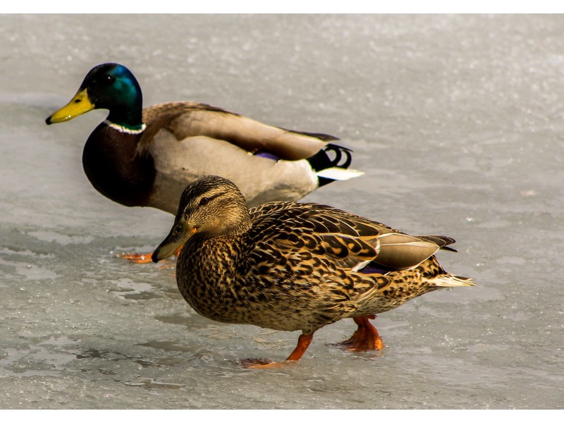 Why you should "Bubble" your pond over the winter. - Deice Air Canada